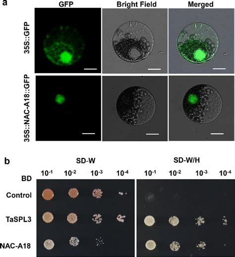 Nac A18 Is A Nuclear Localized Transcription Factor A Subcellular