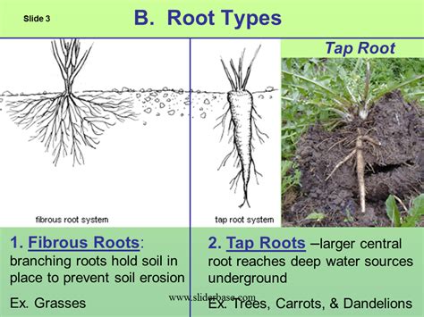 Plant Structure Adaptations And Responses Presentation Plants Animals And Ecosystems Plant Structure Adaptations And Responses Presentation Plants Animals And Ecosystems