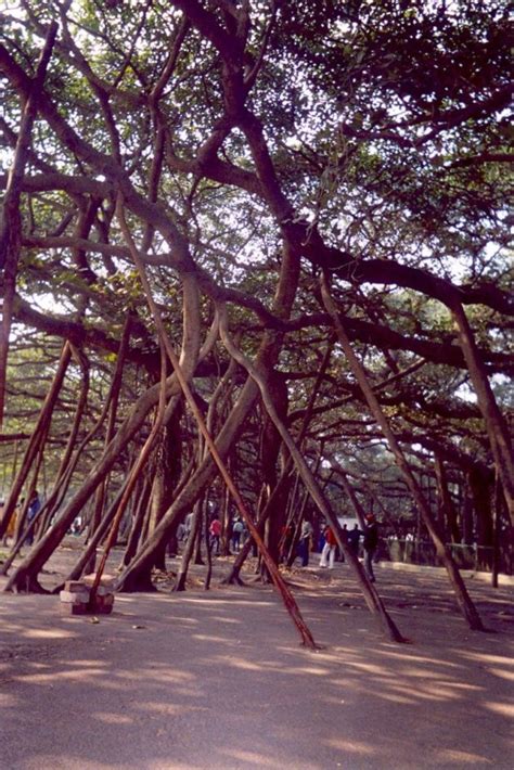 Eco Structure Iiarchimorph