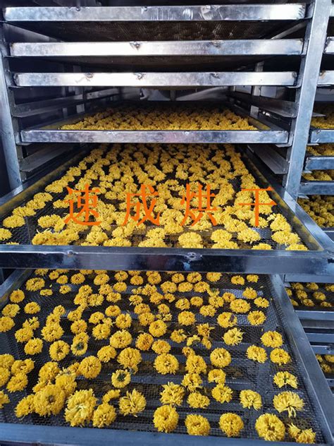 金丝皇菊烘干设备 适合各种菊花烘干 山东潍坊 食品商务网