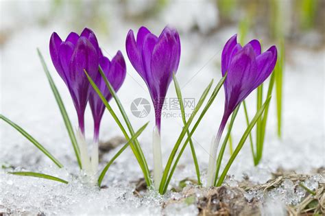 雪地上的紫番红花高清图片下载 正版图片507241390 摄图网