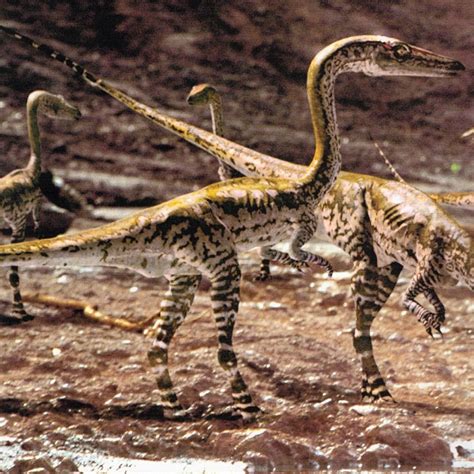 Coelophysis Facts Habitat Diet Fossils Pictures