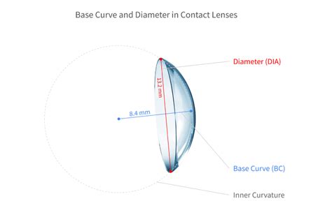 What Is Base Curve In English At Numbers Mcleod Blog