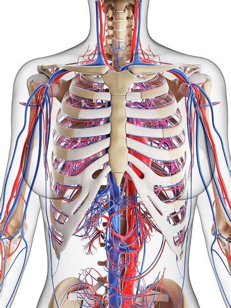 Female Cardiovascular System Photograph By Sciepro Science Photo Library