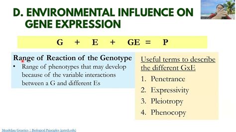 Gene Expression Definition