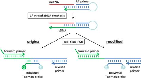 Schematic Diagram Depicting The Principle Of Stem Loop Primer Based