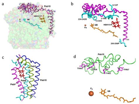 The Structure And Interaction Of The Subunits Involved In The Download Scientific Diagram