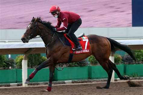 浪琴香港國際賽事週三晨操圖輯 賽馬新聞 香港賽馬會