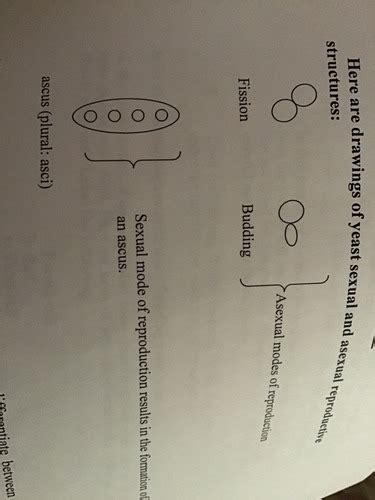 Fungi Lab Flashcards Quizlet