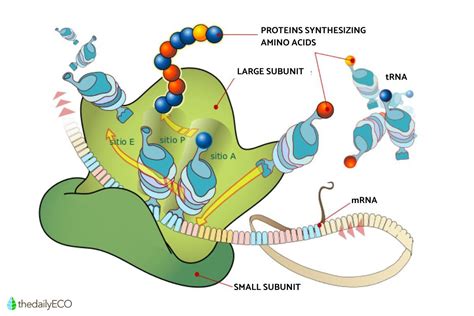 Ribosomes Structure And Function In Biology Definition With Diagrams