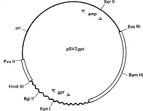 Figure 1 From The Use Of Recombinant Dna Plasmids For The Determination Of Dna Repair And