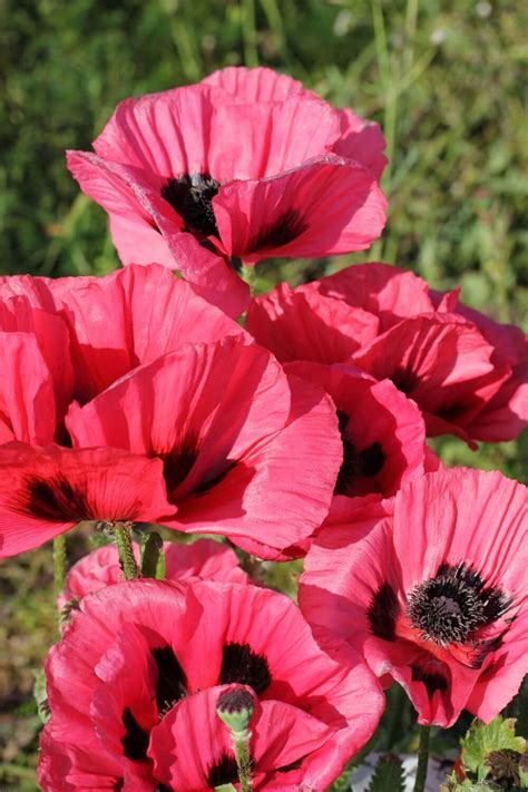 Пазл мак восточный разгадать онлайн из раздела Вертикальные бесплатно