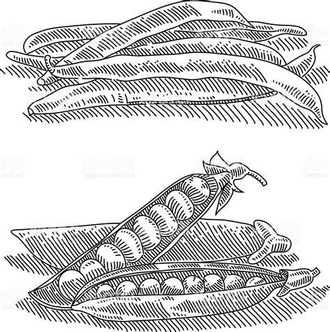 String Beans Drawing At Explore Collection Of String Beans Drawing