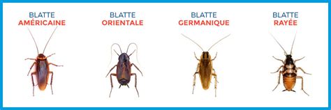 Quelle Est La Différence Entre Une Blatte Et Un Cafard
