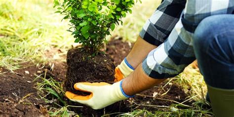 Нийтэд тустай ажил хийлгэх ял шийтгүүлсэн 100 иргэнээр 1000 мод тариулжээ