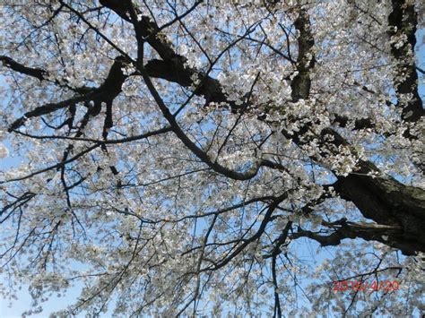 始めて間もなくつたないブログです：春夏秋冬