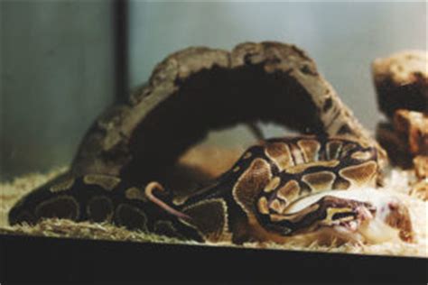 The Ultimate Ball Python Feeding Troubleshooting Guide My Pet Python