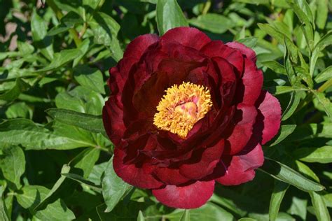 Пион Ред Глори (Red Glory): описание, фото, посадка и уход, отзывы