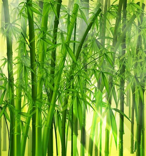 Bamboo Tree Wallpaper