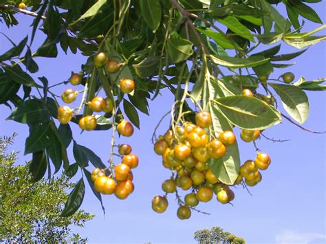 Forum CAN ANYONE IDENTIFY THIS TREE PLEASE