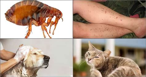 Как избавиться от блох в квартире своими руками