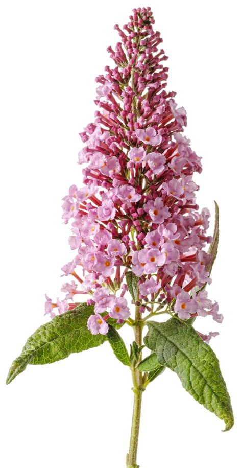 Pugster Pink® Butterfly Bush Buddleia X Proven Winners