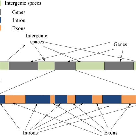 Procedure For Exon Prediction Using Stdft Technique Download