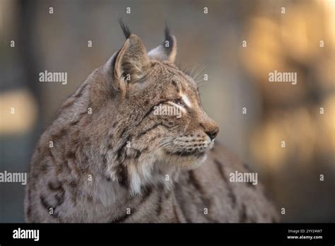 The Eurasian Lynx Lynx Lynx Siberian Lynx Portrait Closeup Stock