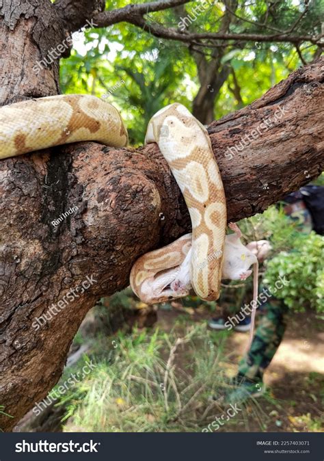 Cream Reticulated Python Snake Wrapped Around Stock Photo 2257403071 Shutterstock