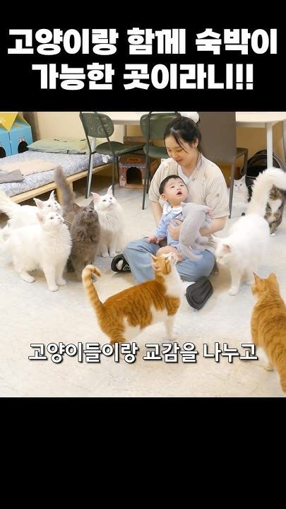 고양이와 숙박이 가능한 한국료칸이 있다고 Youtube