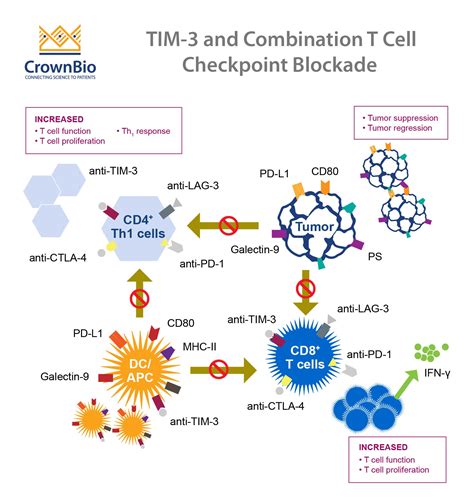 Whats Next For Immune Checkpoint Inhibitors Tim 3