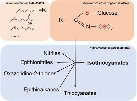General Structure And Hydrolysates Of Glucosinolates Download Scientific Diagram