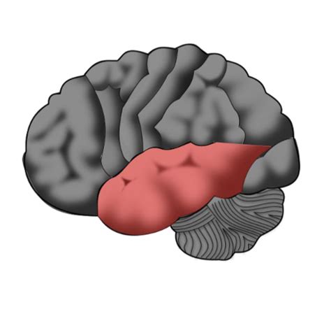 Lab Practical 3 Flashcards Quizlet