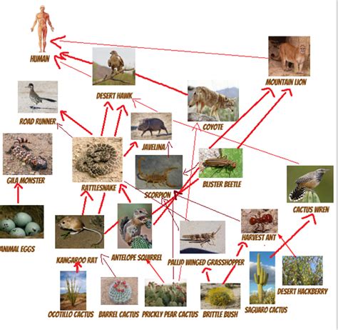Food Web Desert