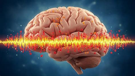 Cerebral Cortex Vs Cerebrum The Brains Key Components