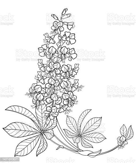 흰색 배경에 격리된 검은색 잎이 있는 윤곽선 벅아이 또는 말 밤나무 꽃의 모서리 묶음 칠엽수에 대한 스톡 벡터 아트 및 기타 이미지 칠엽수 나무 벡터 Istock
