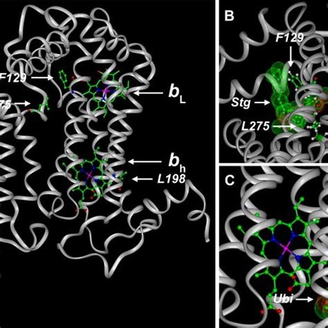 Schematic Representation Of The Yeast Cytochrome B Genes Of The Center