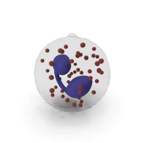 Eosinophil Blood Cell 3d Incl Anatomy And Biology Envato