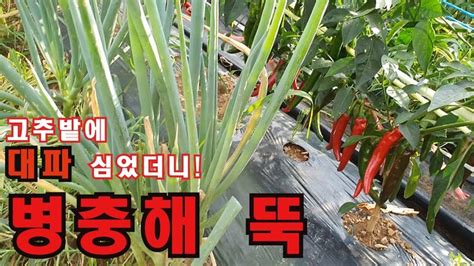고추밭에대파 심었더니 병충해 뚝친환경 고추병충해 예방법고추수확시기고추수확방법고추탄저병 정원 가꾸기 정원 농업