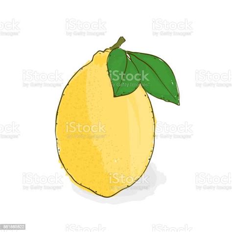 노란색 새 콤 달콤한 레몬입니다 과일에서 아직도 생활입니다 손에 흰색 바탕에 그려진된 벡터 일러스트 레이 션 감귤에 대한 스톡 벡터 아트 및 기타 이미지 Istock