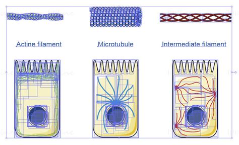 Cytoskeleton Vector