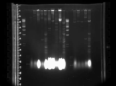Does Plasmid Linearization Is Required For Accurate Plasmid Size Estimation Researchgate