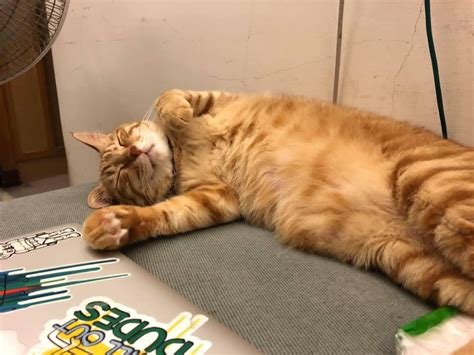 Lazy Catto For Lazy Sunday R Eyebleach