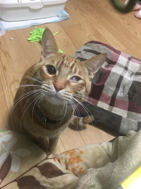 ホルネル症候群 ② うちの犬猫イニシャルK