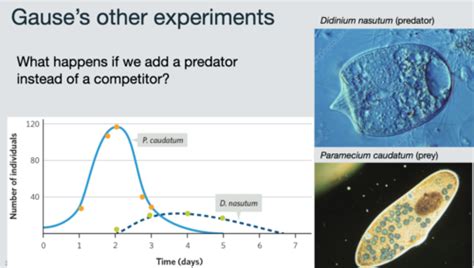 Lecture 17 Exploitation Herbivory Predation And Parasitism Flashcards Quizlet