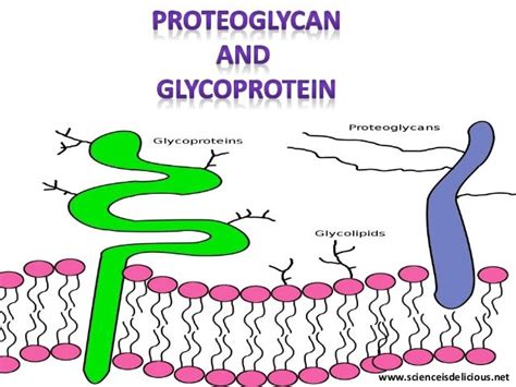Proteoglycans And Glycoproteins