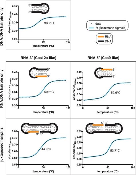 figures and data in crispr cas12a exploits r loop asymmetry to form