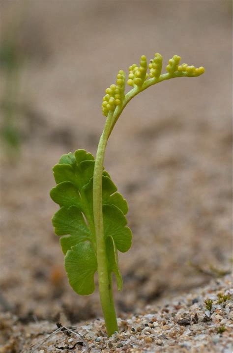 扇羽阴地蕨 新疆大学生物学实验教学示范中心