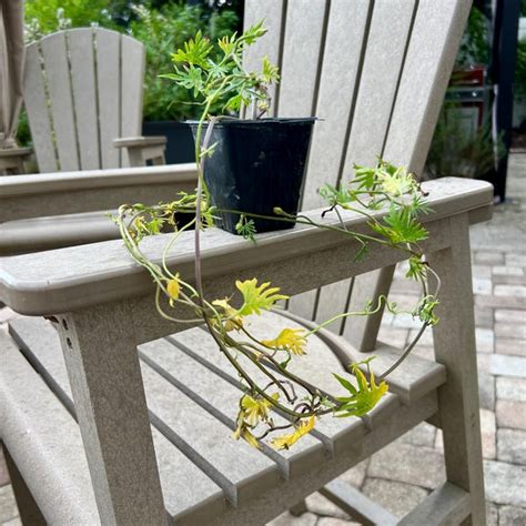 Trailing Black Eyed Susan Plant 3 5 Pot 12long Etsy