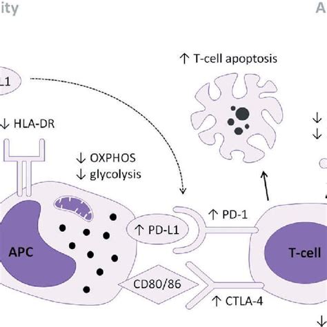 Biomarkers Of Sepsis Induced Immunoparalysis The Most Well Described